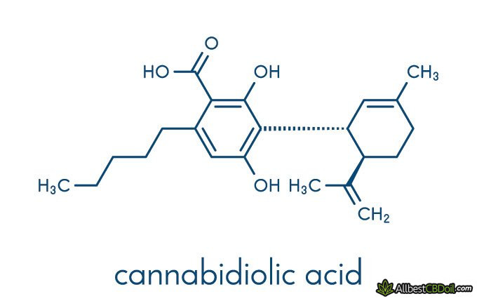 CBDA vs CBD - Main Differences & Similarities (Explained) CBDA vs CBD - Main Differences & Similarities (Explained)